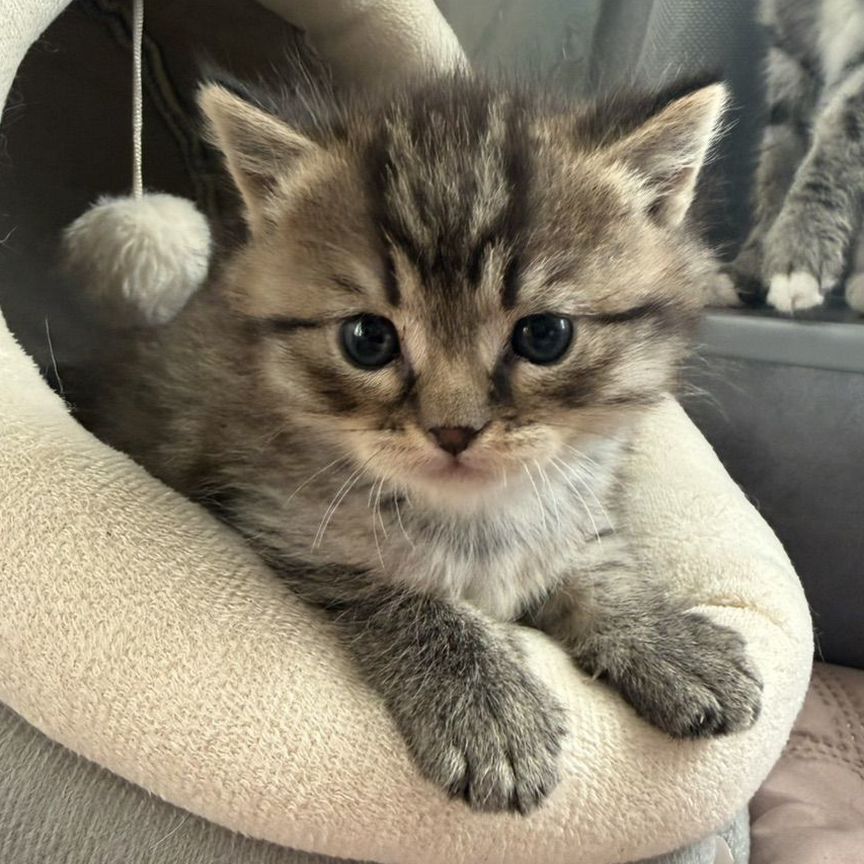 Британский короткошёрстный котёнок