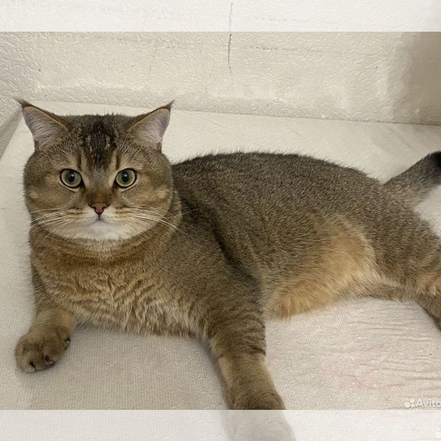 Кот на вязку