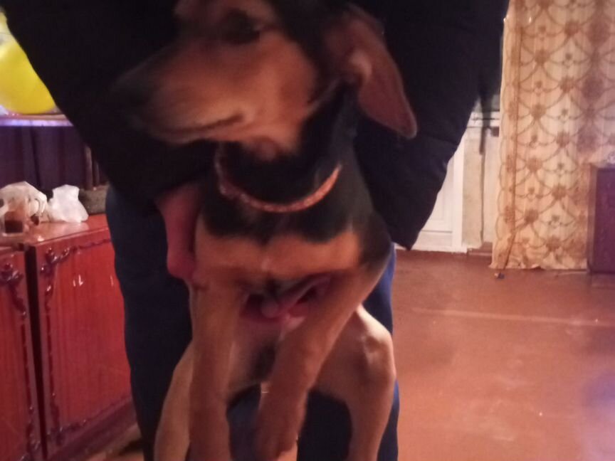 Отдам бесплатно щенка