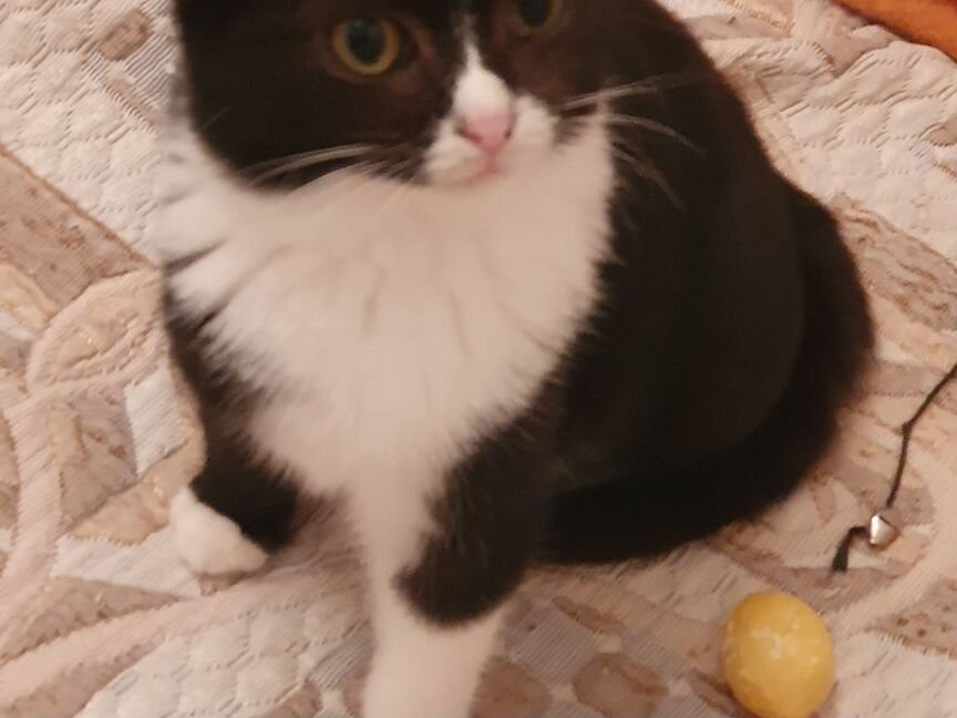 Кошки в добрые руки бесплатно