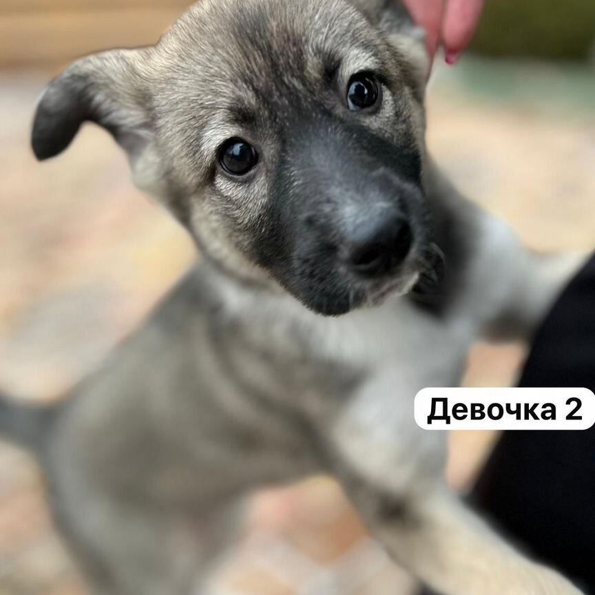 Хвостята в добрые и ответственные руки