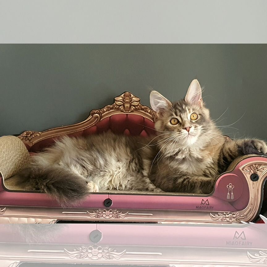 Мейн-кун котёнок