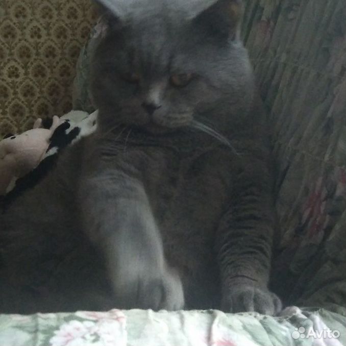 Предлагаю на вязку шикарного Британца