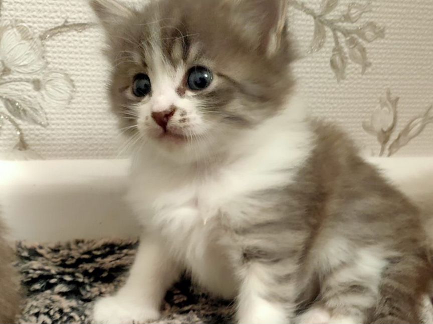 Кошка в дар бесплатно