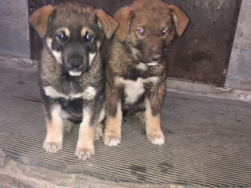 Щенки овчарки бесплтано