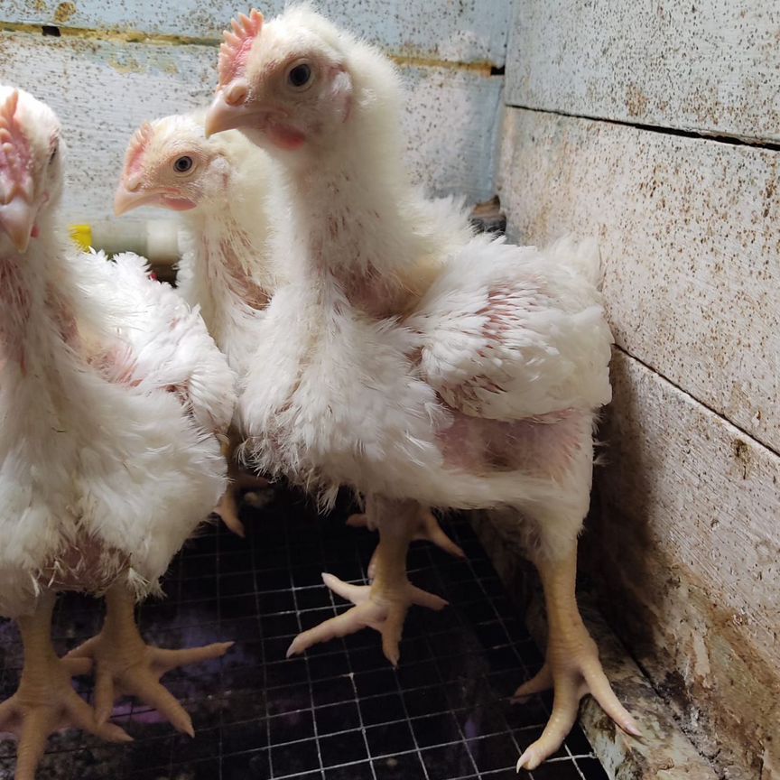 Цыплята бройлеры подрощенные
