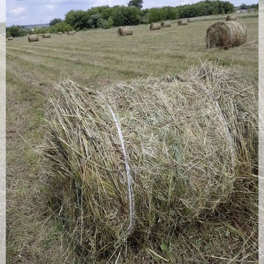 Сено луговое в рулонах