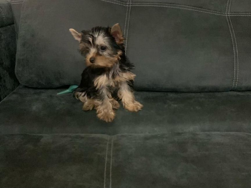 Йоркширский терьер