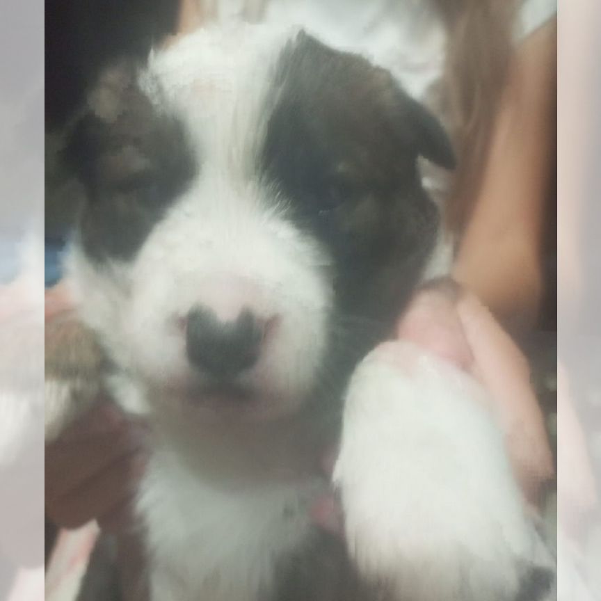 Немецкий охотничий терьер, щенок