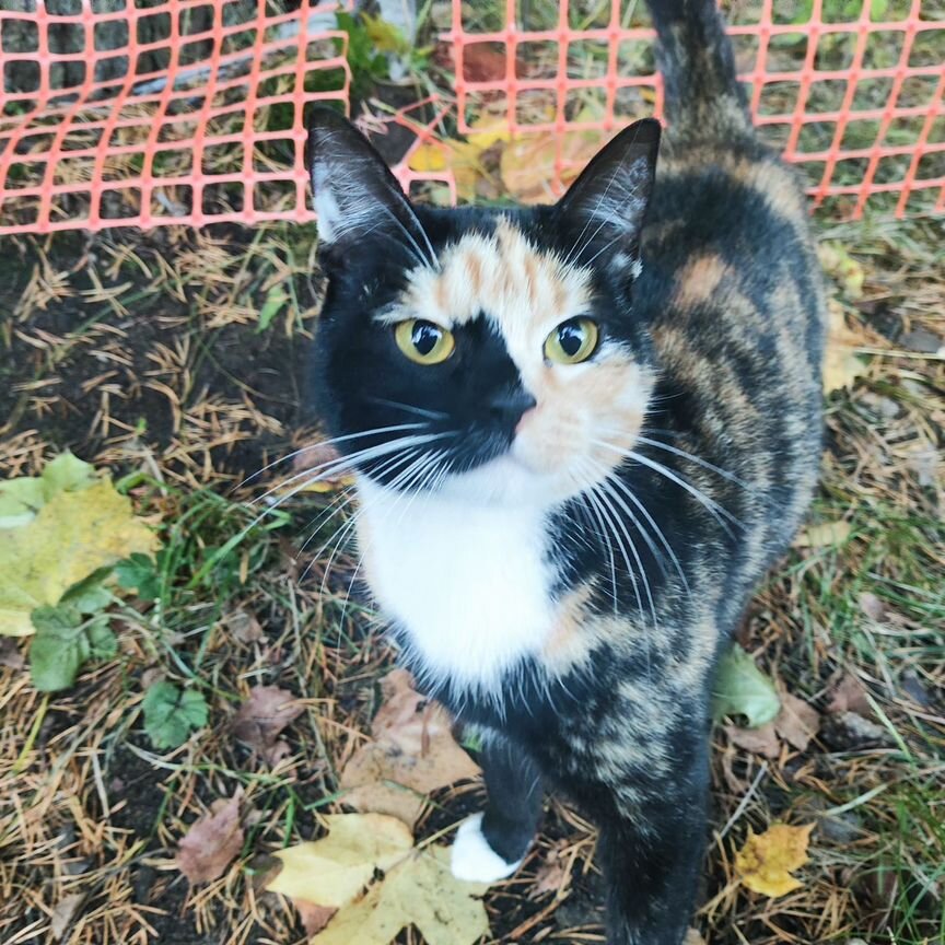 Котята в добрые руки бесплатно