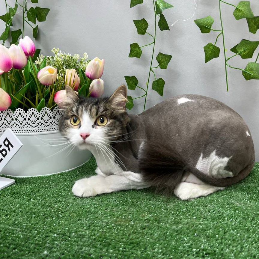 Стрижка кошек