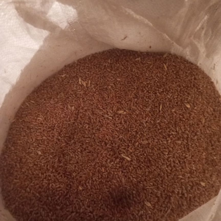 Продам зерно