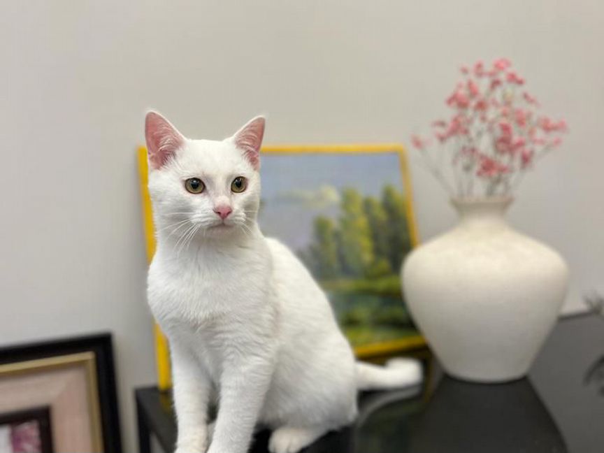 Белый котенок-котик, не глухой