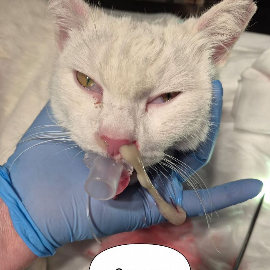 Взрослая кошка в добрые руки