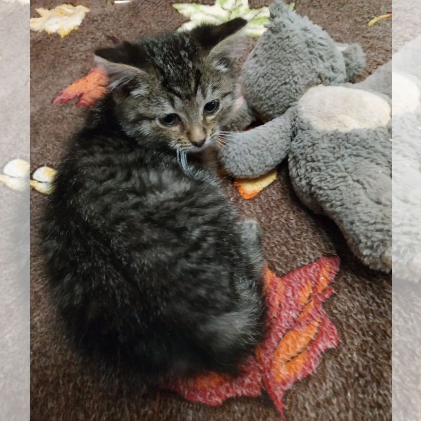 Котята