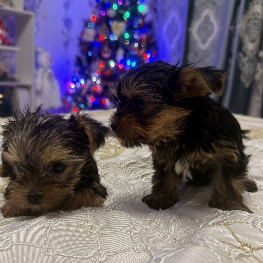 Йоркширский терьер, щенок