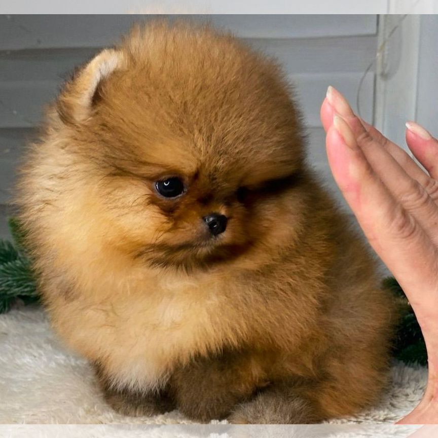 Померанский шпиц мини мишка