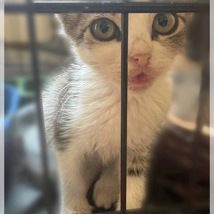 Котенок Зайчик плачет в клетке