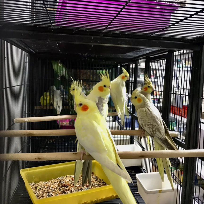 Попугай неразлучники, кореллы