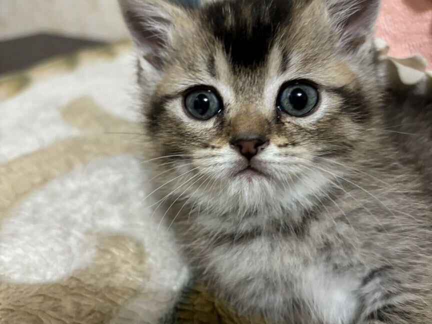 Британская кошка