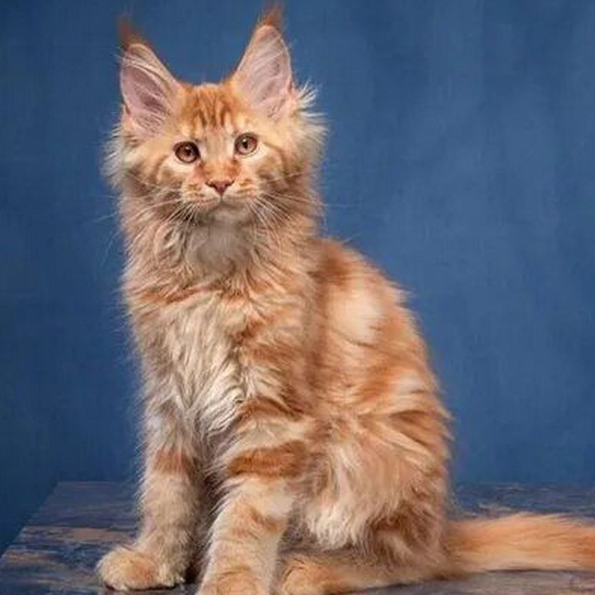 Мейн-кун котёнок