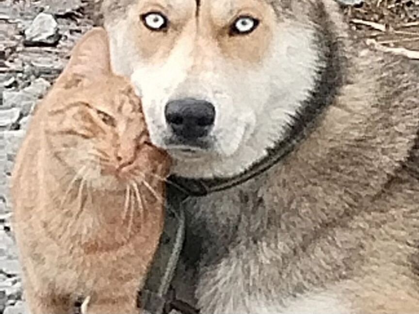 Мама хаски, папа неизвестен