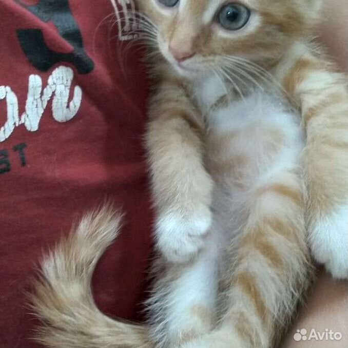 Рыжий хулиган с доставкой