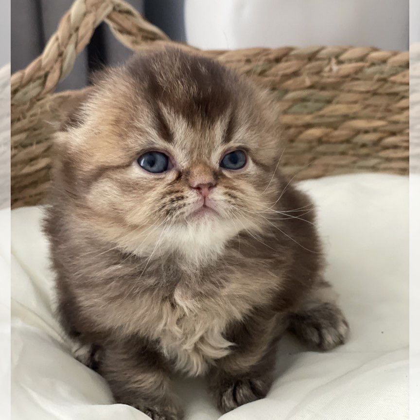 Шотландские котята