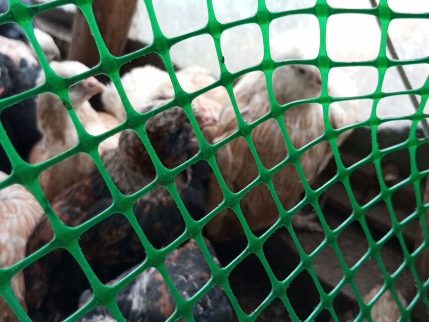 Семья фавероль лососевой