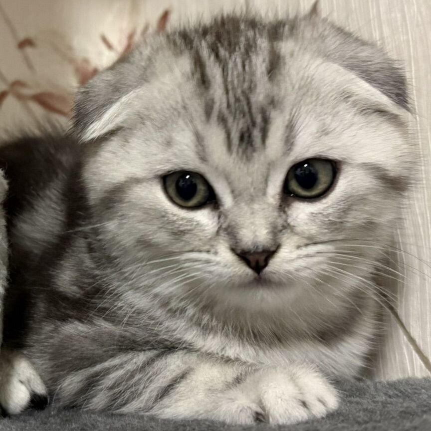 Шотландский вислоухий короткошёрстный котёнок