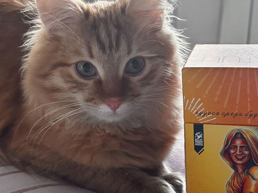 Кот 8 месяцев