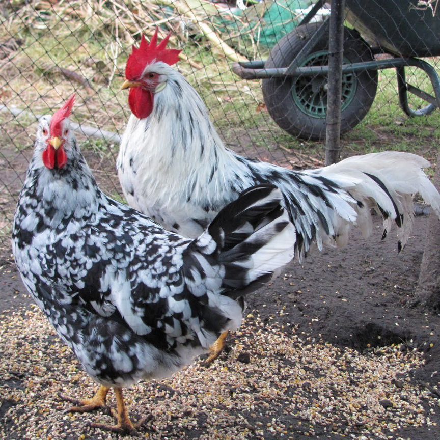 Продам семью леггорнов долматинцев