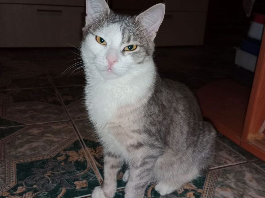 Кот бесплатно