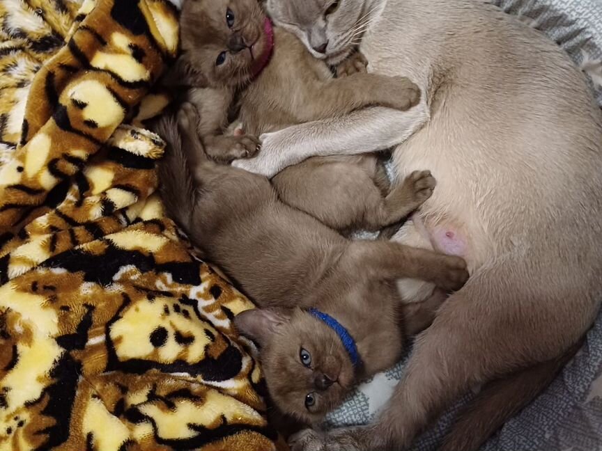 Бурманские котята