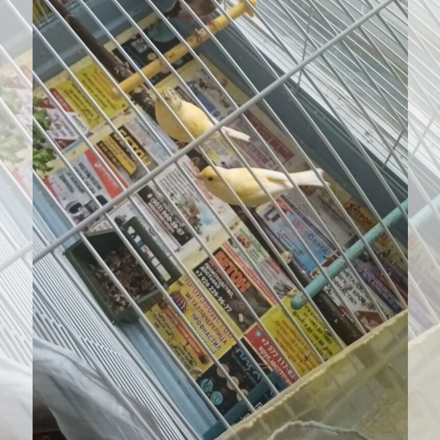 Канарейка готовы гнезда