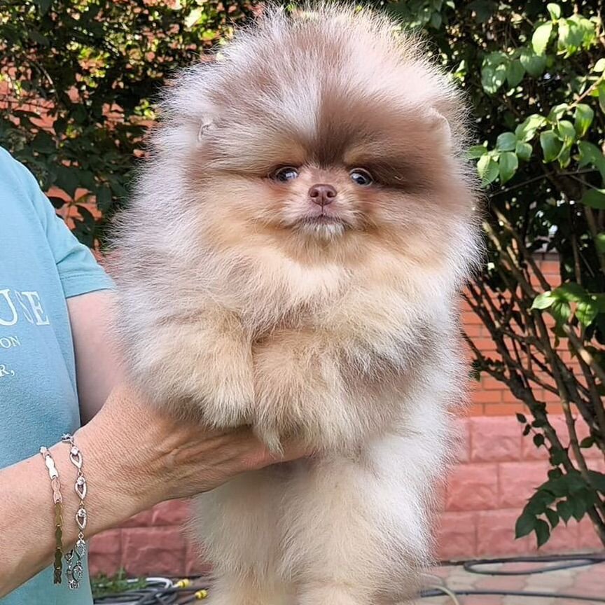 Померанский шпиц