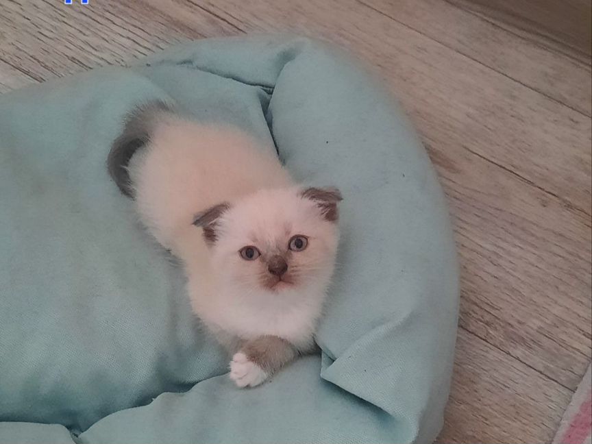 Вислоухая кошечка