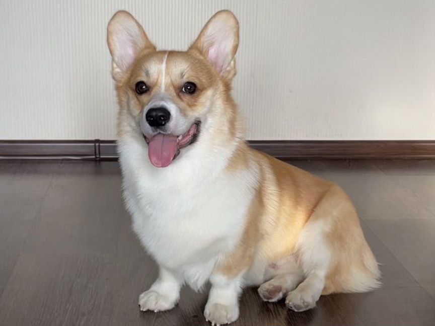 Вельш-корги пемброк вязка