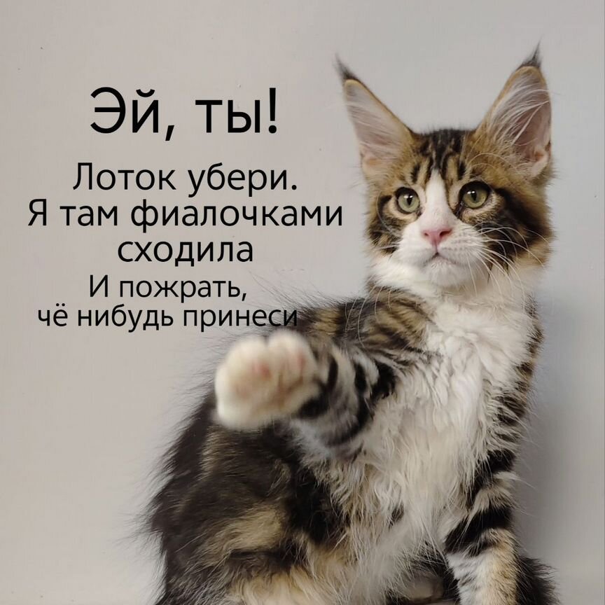 Кошка Ежевика