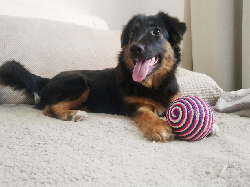 Отдам щенка в добрые руки