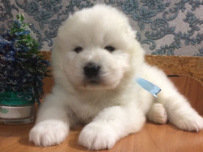 Щенки самоедики с документами РКФ