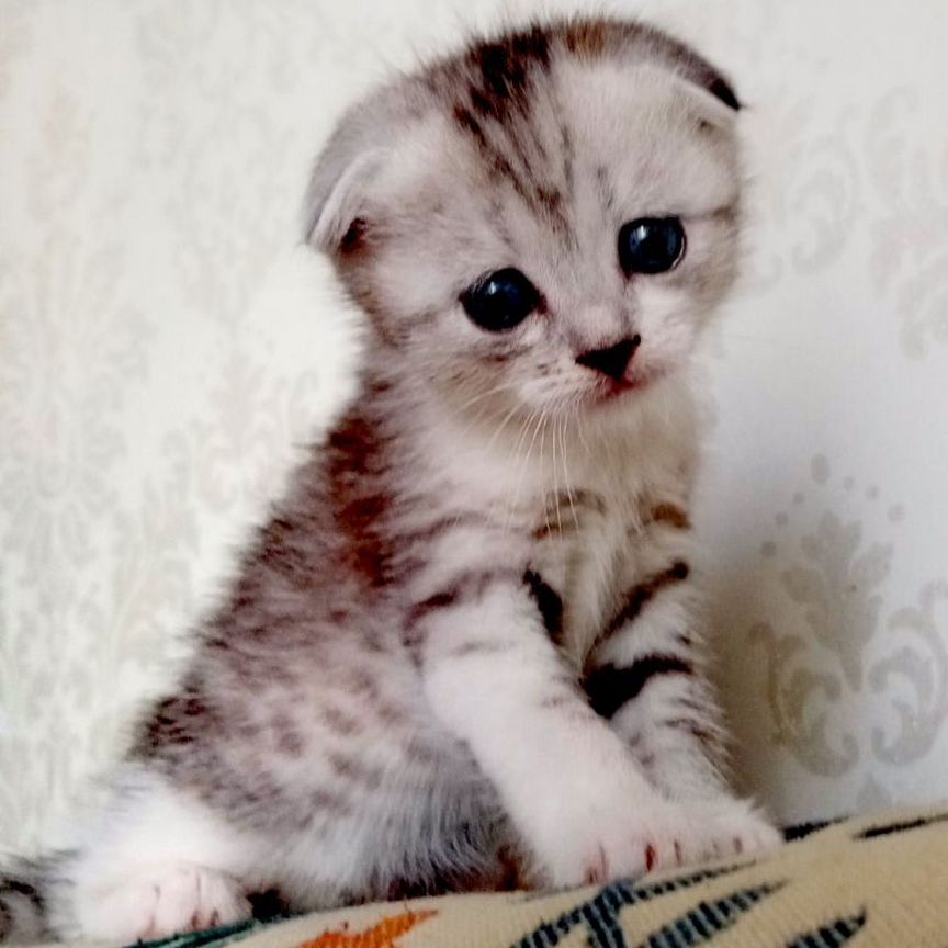 Котенок бесплатно