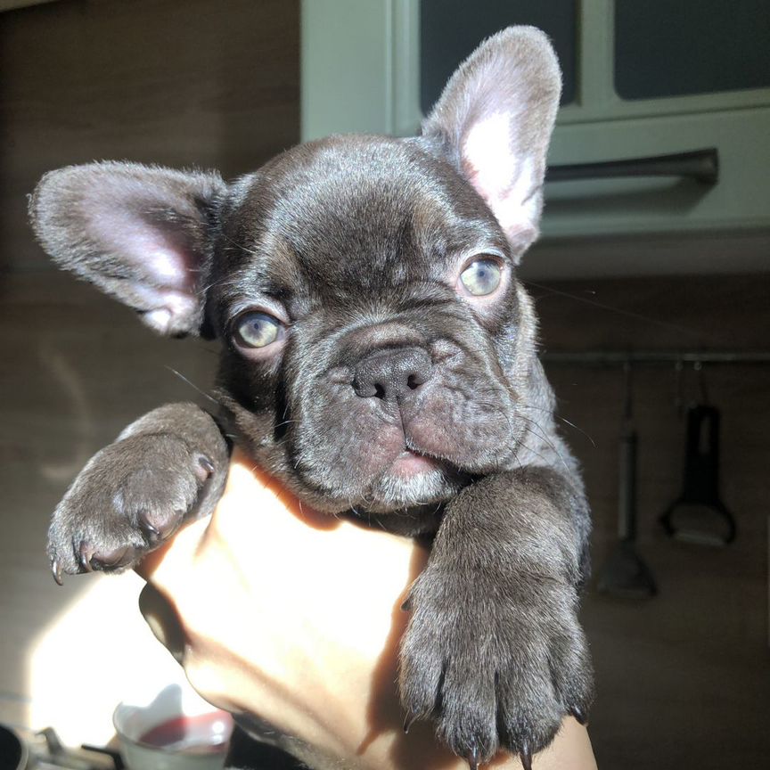 Высокопородная девочка какао