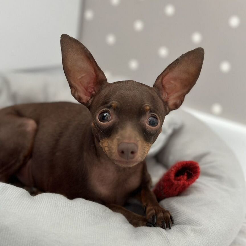 Той-терьер 1 год 1500 кг