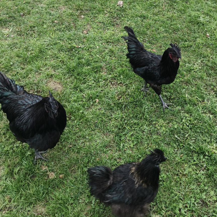 Петух Ухейлюль