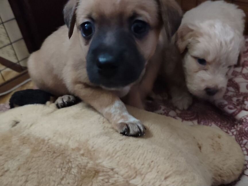 Щеночки чихотойчики