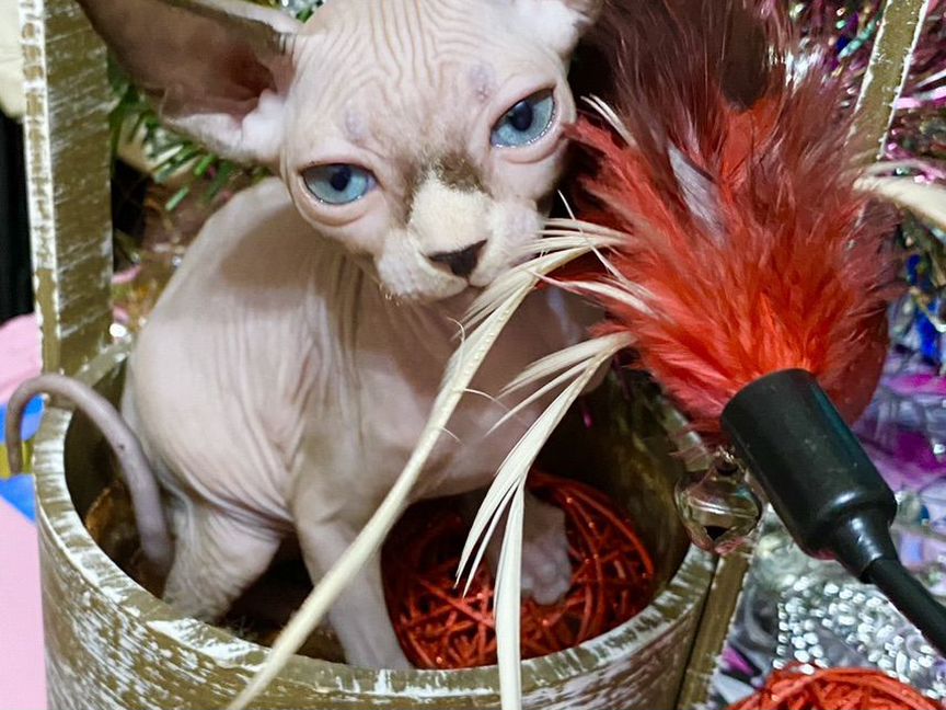 Удивительный мальчишка