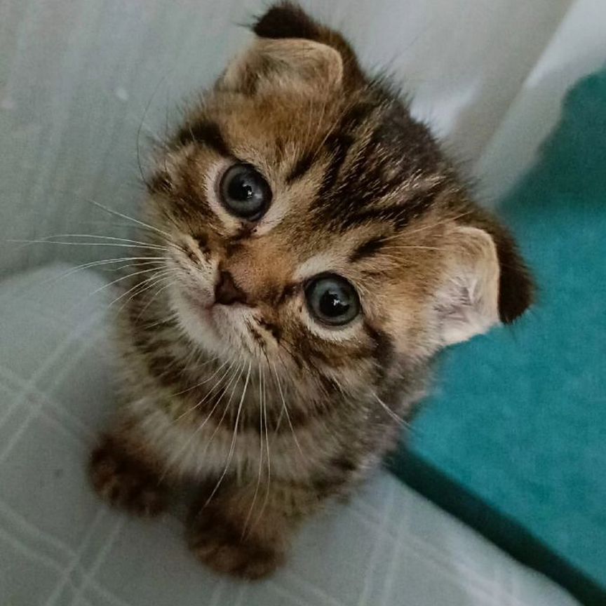 Котята шотландской породы