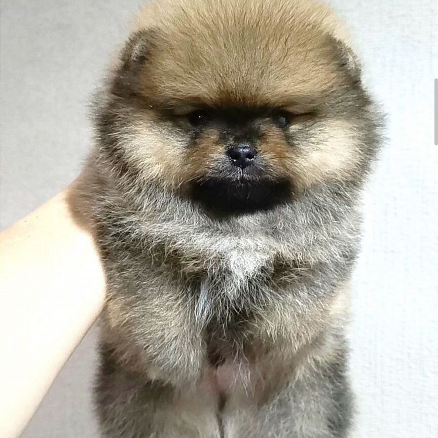 Шпиц девочка и мальчик