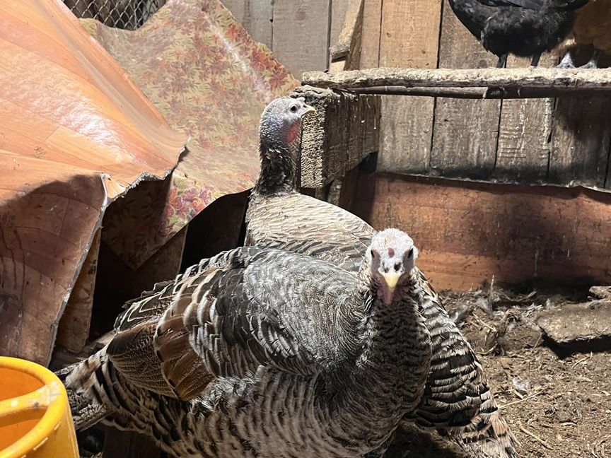 Индюки. Индюшка. 2 шт